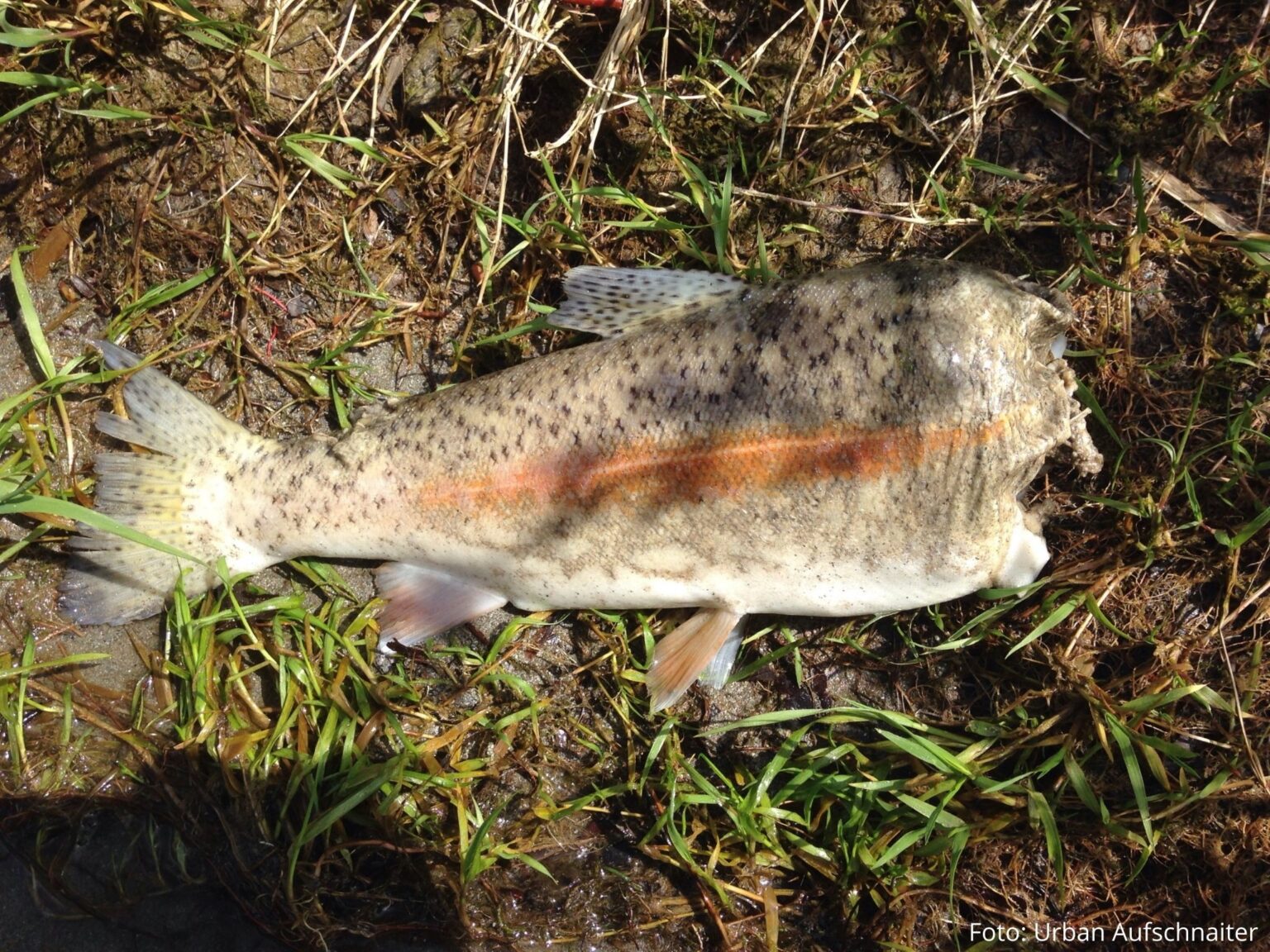 Heimische Fischbestände durch starke Zunahme an Fischottern in Gefahr | Tiroler Fischereiverband