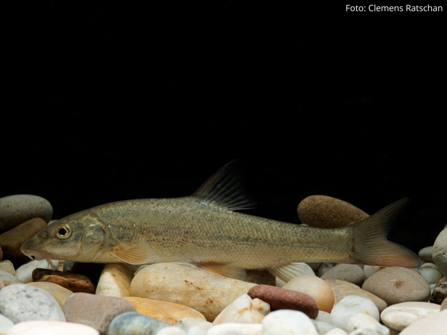 Die Barbe - Fisch des Jahres 2022 | Tiroler Fischereiverband